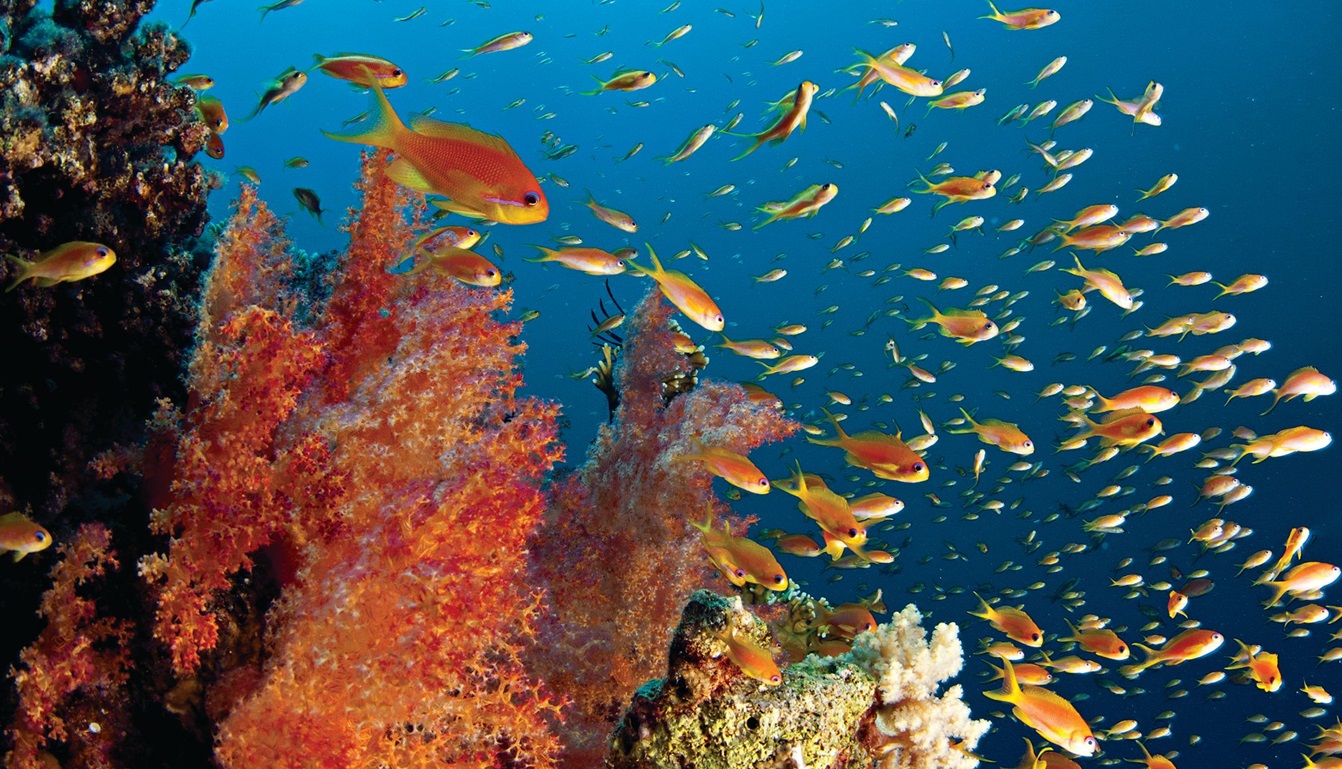 Environment and biodiversity