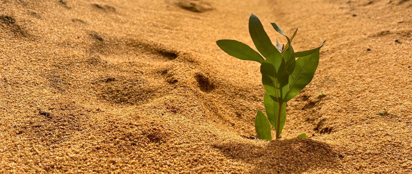 Success for Yued Rangers in first seedling season